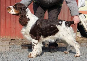 Valpar på gång :: Kennel-belgarbo-s